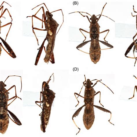 Pdf Predicting The Occurrence Of Generation For Riptortus Pedestris Fabricius Using Their