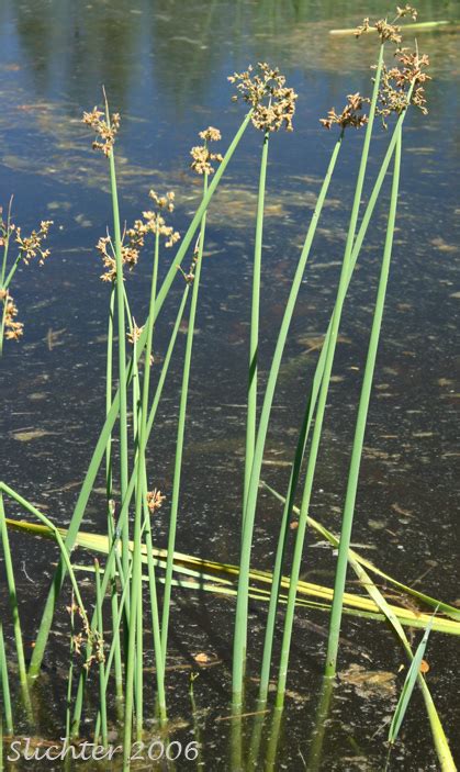 Common Tule Hardstem Bulrush Tule Schoenoplectus Acutus Var