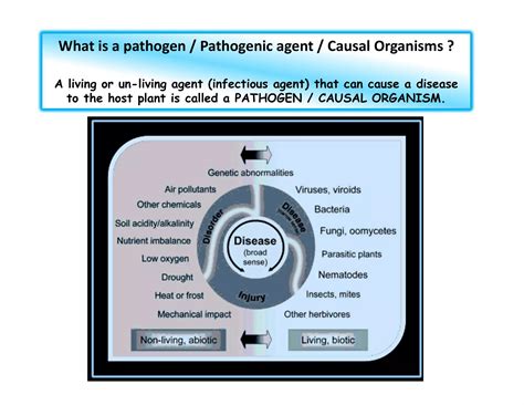 Causal Organisms For Plant Diseases And Its Symptoms Pdf