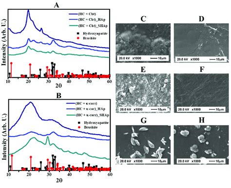 Characterization Of The Membranes After The Bioactivity Test Carried Download Scientific