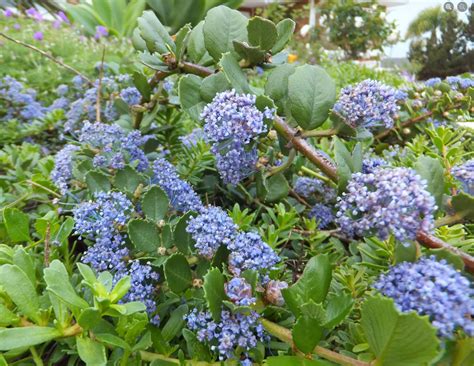 Baia Ancora Ceanothus Gloriosus Ceanothus Gloriosus Point Reyes