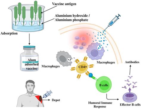 Vaccines Free Full Text Advancements In Vaccine Adjuvants The Journey From Alum To Nano
