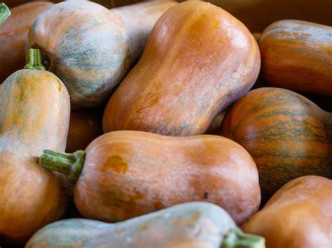 25 Types Of Squash That Go Beyond Butternut Insanely Good