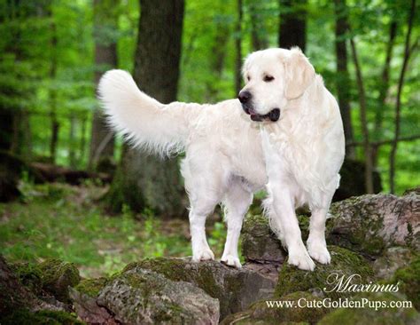 White Golden Retriever Puppiesctenglishcreamholisticnjmdmapade