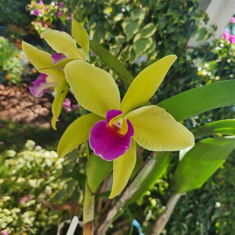 54 Best Emy Images On Pholder Devil May Cry Mtv Challenge And Futureporn