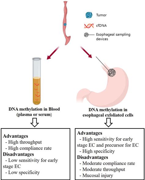 Frontiers Dna Methylation Markers In Esophageal Cancer