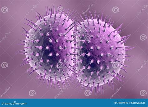 Bacteria Gonococcus Or Meningococcus Stock Illustration Cartoondealer