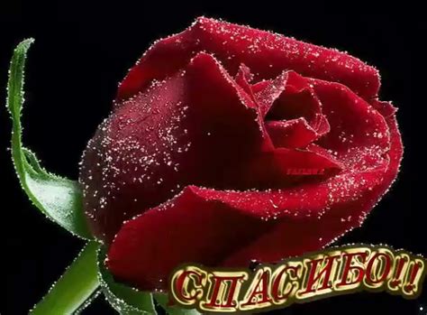 Живые открытки с благодарностью 59 фото