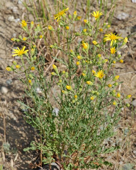 Senecio Jacobaea Изображение особи Плантариум