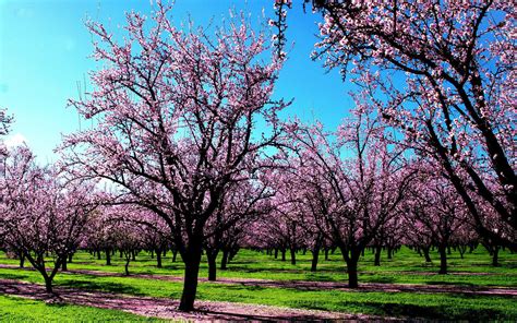 Pink Spring Blossomed Trees Wallpaper Nature And Landscape Wallpaper Better
