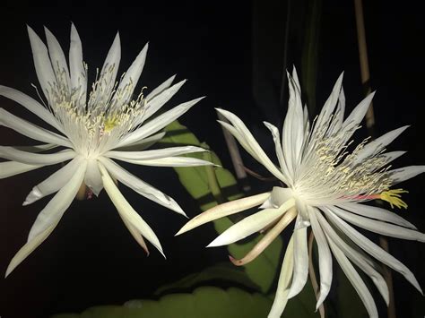 Queen Of The Night Kadupul Flowering Soon Furniture And Home Living