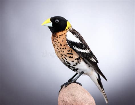 Bobolink Bird Portrait In Dark Studio Professional Wildlife Photography Stock Illustration