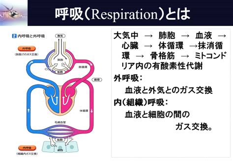 呼吸様式種類 特殊な呼吸パターン Ozdxwe