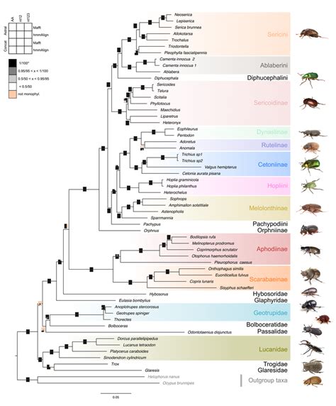 Phylogenetic Tree From The Concatenated Data Of The Mafft Alignment Of