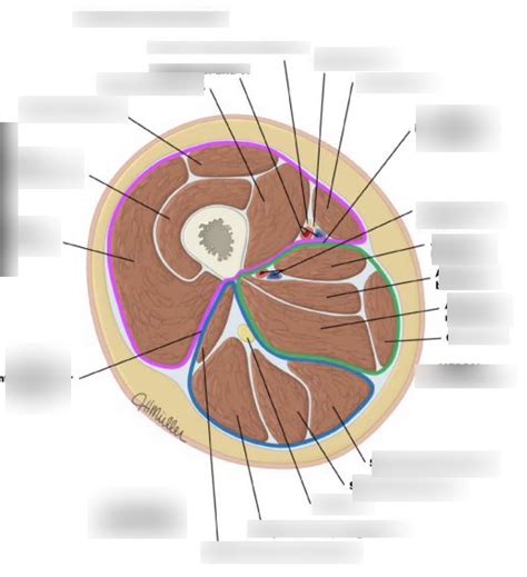 Detailed Definitions And Illustrations Of Thigh Compartments In Biology