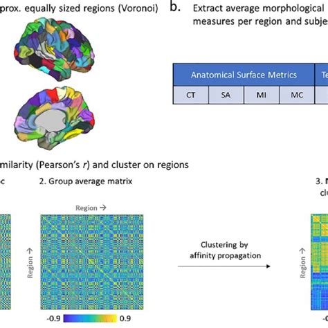 Pipeline For Clustering Msns In The Neonatal Brain A Cortical Download Scientific Diagram