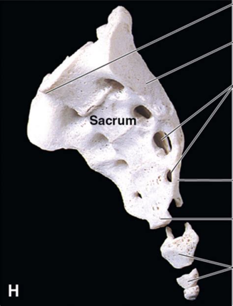 Sacrum And Sacral Vertebrae Diagram Quizlet Sacrum And Sacral Vertebrae Diagram Quizlet