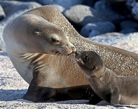 California Sea Lion Ocean Treasures Memorial Library