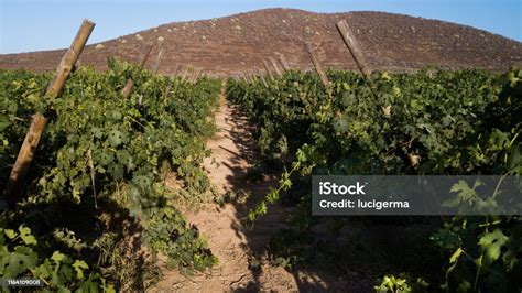 수확을 위한 포도 무리가 있는 큰 포도원을 통과하는 길의 공중 보기 배경에 산과 언덕 푸른 하늘입니다 일몰의 태양 0명에 대한 스톡 사진 및 기타 이미지 Istock