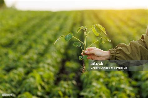 농부의 손에 콩 식물을 클로즈업하고 자연 재배 콩 밭 배경에 있습니다 농업 환경 보호 작물은 새싹의 성장과 발달에 대한 개념과 통제를 돌봅니다 검사 보기에 대한 스톡 사진