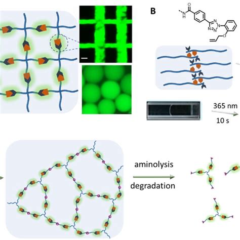 Application Of Tetrazole Ene Photoligation In The Preparation Of Download Scientific Diagram
