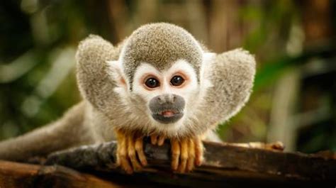 Galería De Imágenes Los Animales De La Amazonía De Ecuador