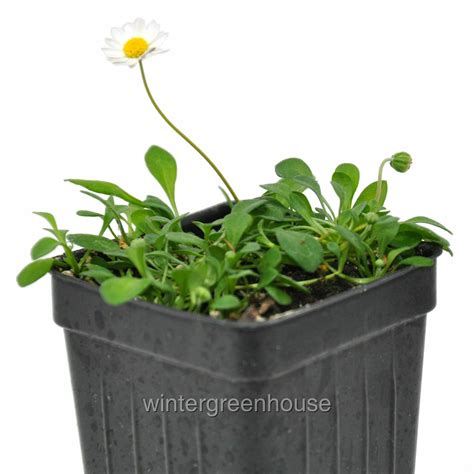 Bellium Minutum Miniature Daisy Live Spring Sun Outdoor Garden Plant