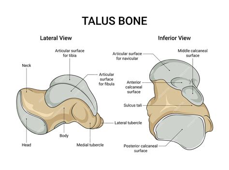 Premium Vector Anatomy Of Talus Bone Lateral View And Inferior View
