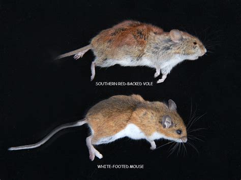 Mice Vs Voles Naturally Curious With Mary Holland