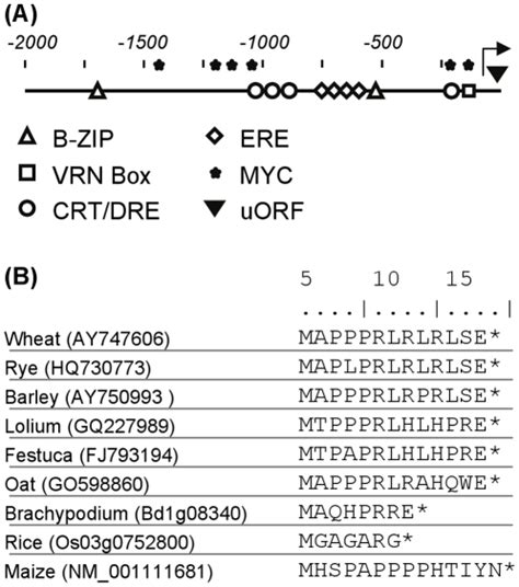 A Schematic Representation Of Potential Transcription Factor Binding