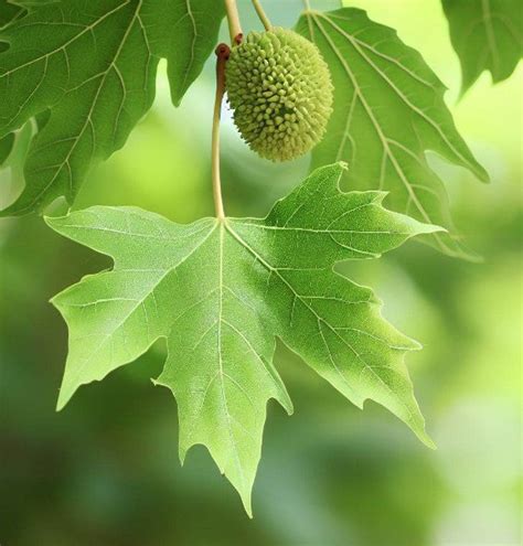 American Sycamore Tree Leaves