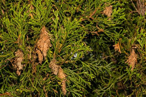 How To Get Rid Of Bagworms From Your Yard 8 Ways