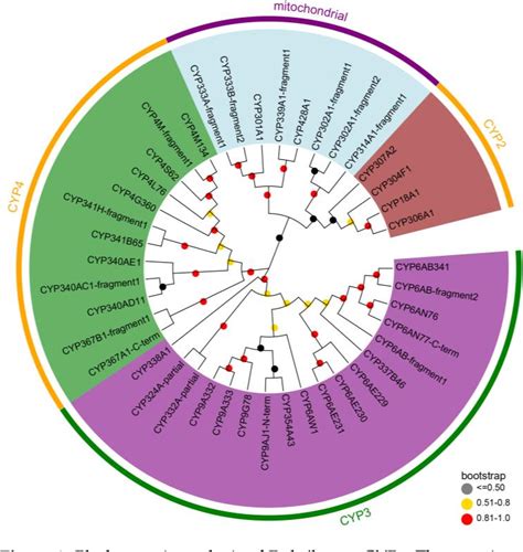 Figure 3 From Transcriptome Wide Identification Of Cytochrome P450s In Tea Black Tussock Moth