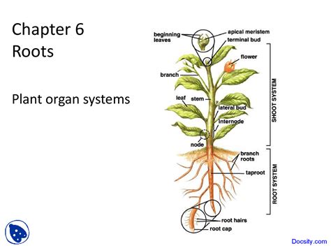 Roots Fundamentals Of Botany Lecture Slides Docsity
