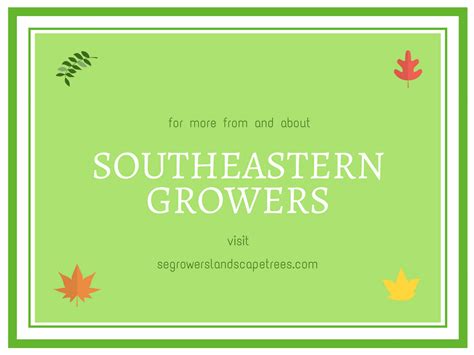 Beginner Tree Identification Tips Southeastern Growers Inc