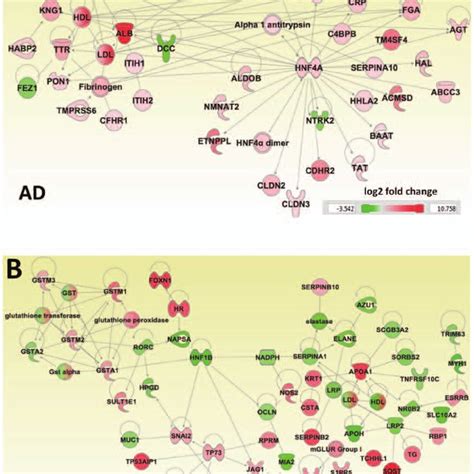 Interaction Networks Of Genes Uniquely Altered In Ad And Sc A And B