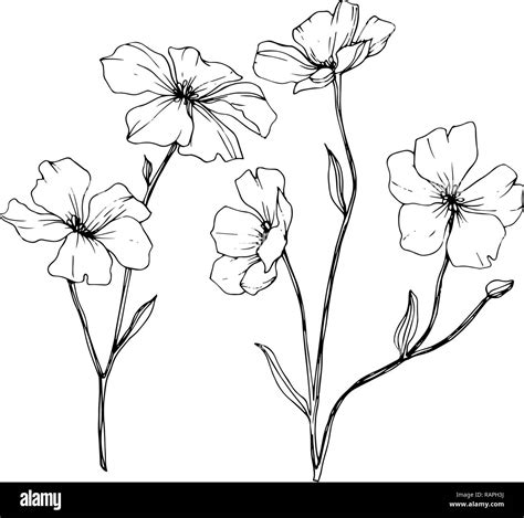 Vector Isolated Flax Illustration Element On White Background Floral