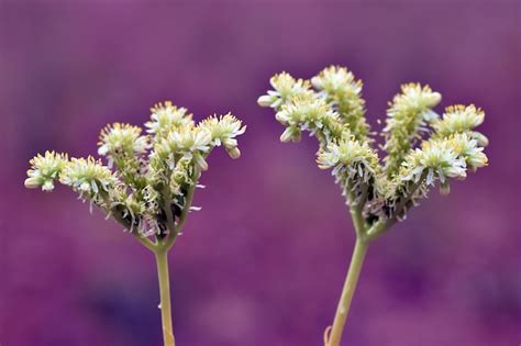 Premium Photo Detail Of The Flowers Of Pale Stonecrop Sedum Sediforme
