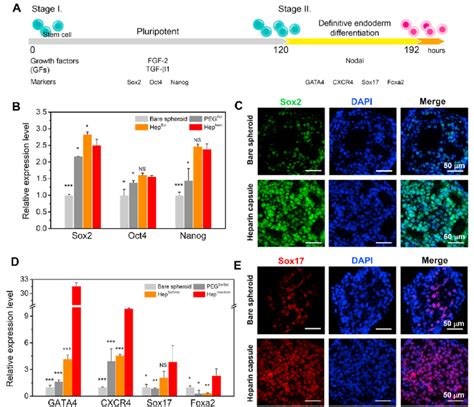 Pluripotency And Definitive Endoderm Expression In Bioactive Download Scientific Diagram