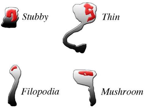 Biomedicines Special Issue News About Structure And Function Of