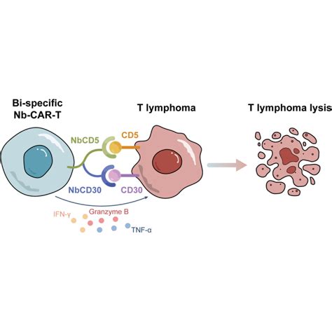 Nanobody Derived Bispecific Car T Cell Therapy Enhances The Anti Tumor Efficacy Of T Cell