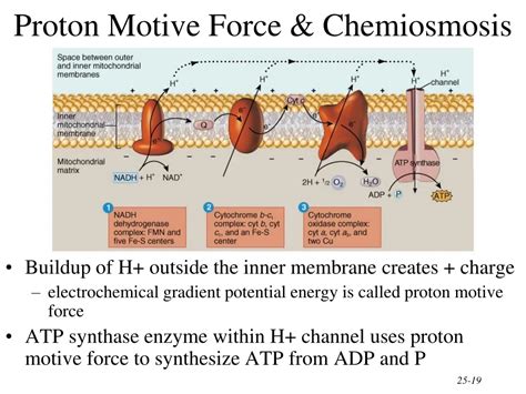 Ppt Understanding Metabolism Energy Production And Nutrient