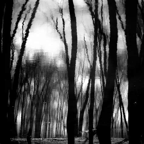 Trees In Water Abstract Artwork Tree Water