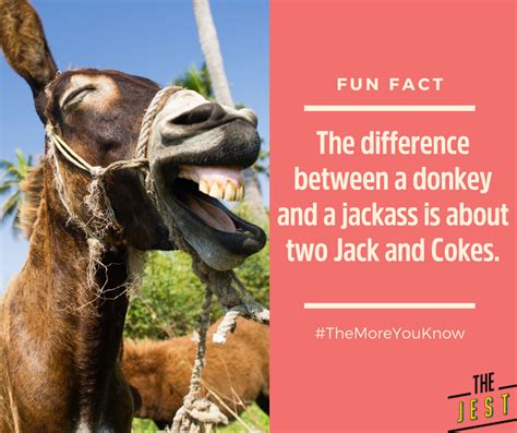 Donkey And Jackass The Jest