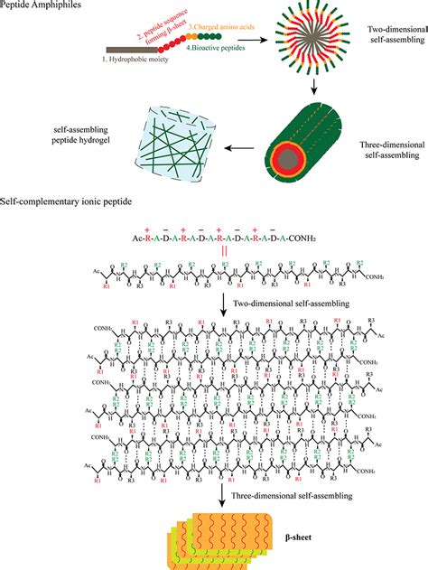 Self Assembling Peptide Based Hydrogels In Angiogenesis Ijn