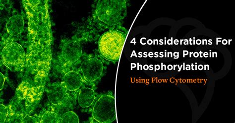 Protein Phosphorylation
