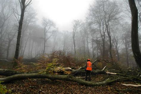 Webinar Forestry Bmps For Invasive Species Naisma