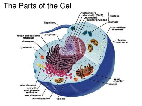 Parts Of A Cell Model At Wallace Yang Blog