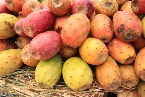 Tipos De Tunas 5