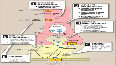 Sympatholytic Drugs Pptx Sympatholytic Drugs Pptx